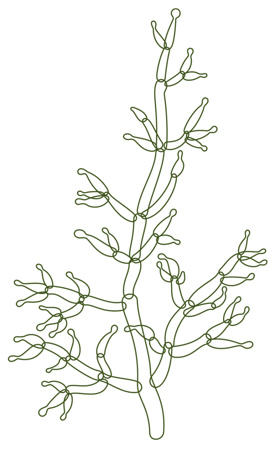 Asperello Biocontrol | Biocontrol Technologies