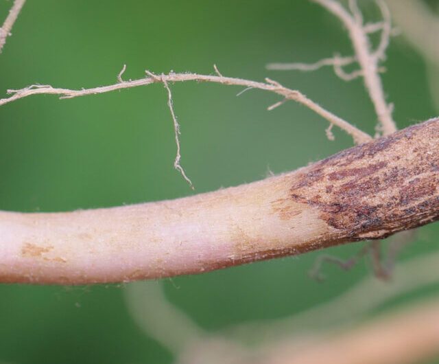 Control de rhizoctonia solani en el cultivo de la patata (Parte I): El ...